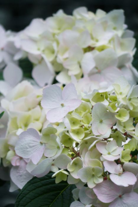 Hydrangea serrata 'Cloudi'®